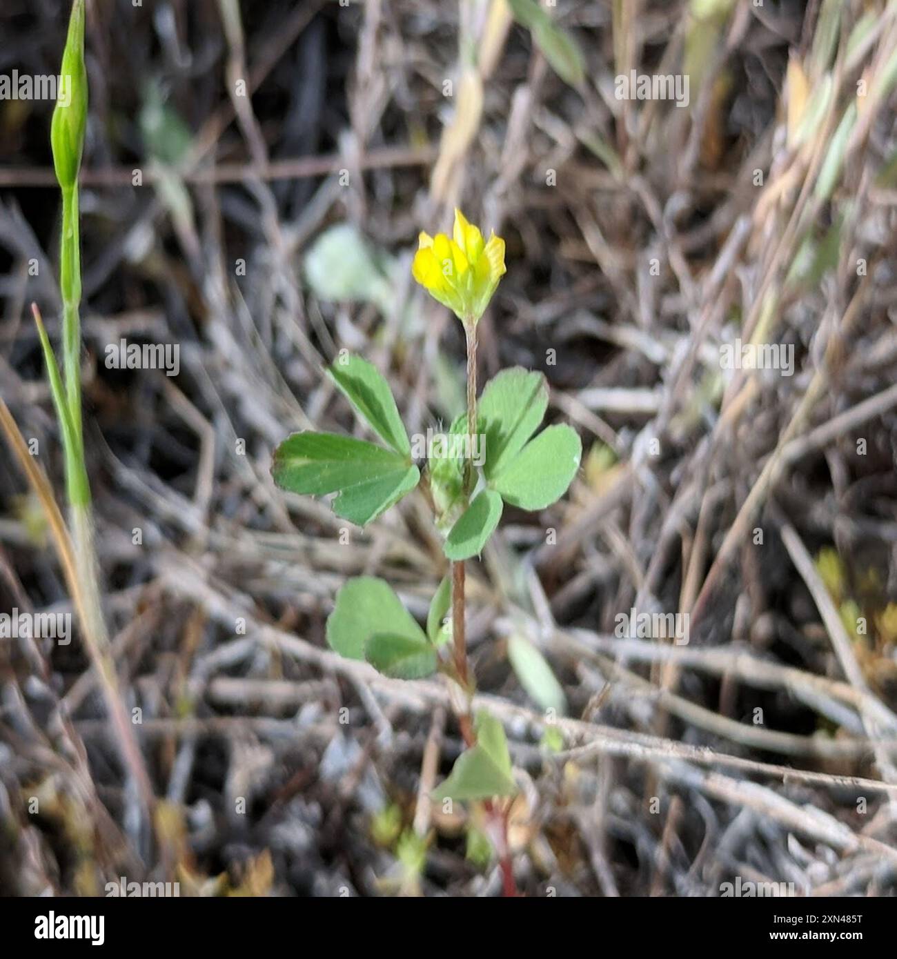 Lesser hop trefoil (Trifolium dubium) Plantae Stock Photo - Alamy