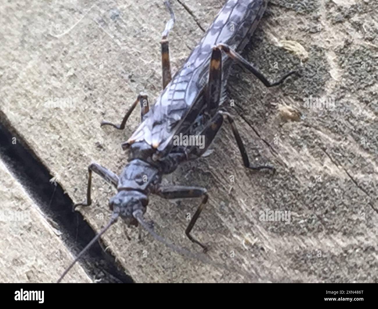 Agnetis hi-res stock photography and images - Alamy