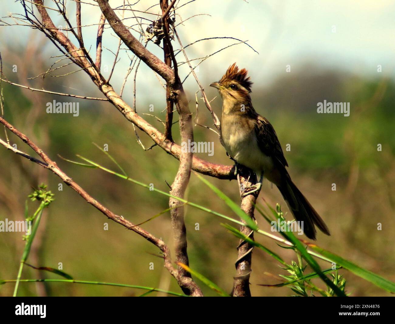 Striped Cuckoo (Tapera naevia) Aves Stock Photo - Alamy