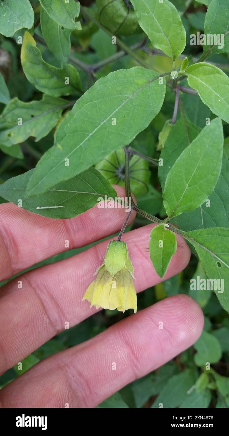 long-leaved groundcherry (Physalis longifolia) Plantae Stock Photo - Alamy