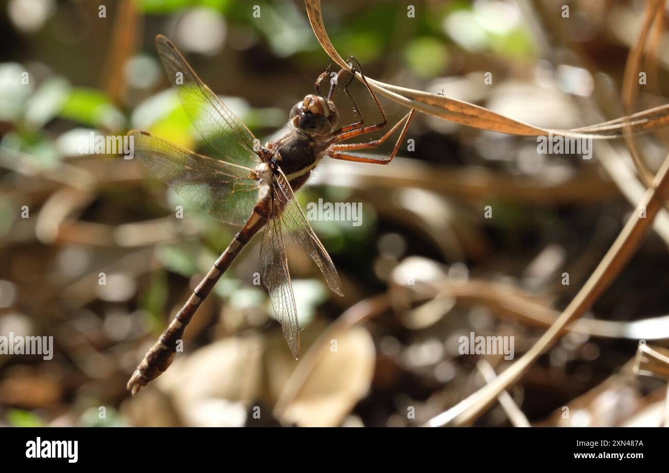 Stream Cruiser (Didymops transversa) Insecta Stock Photo - Alamy
