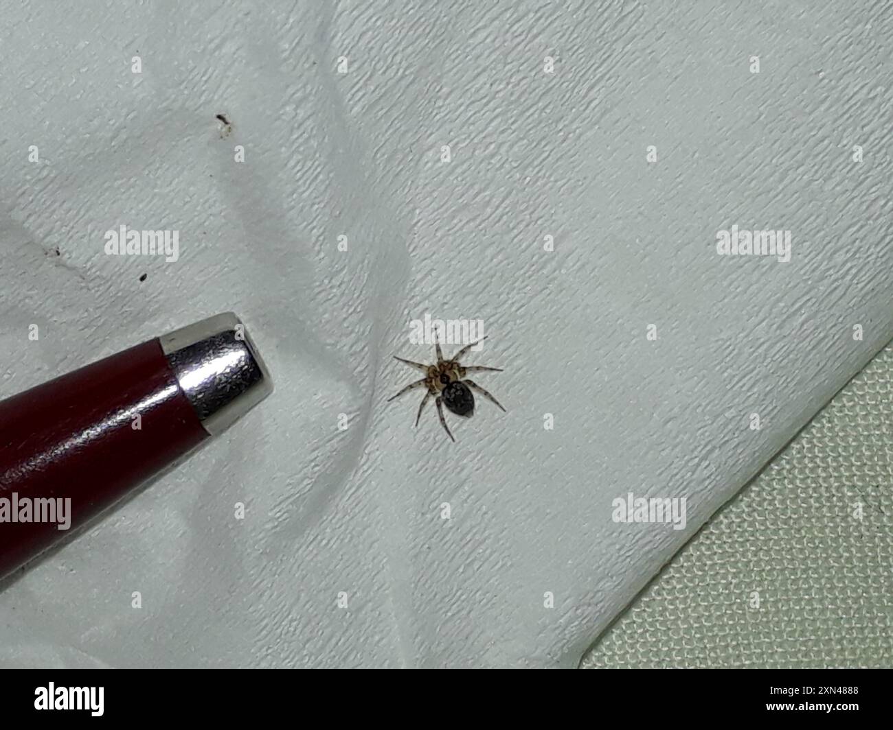 Wall Spider (Oecobius navus) Arachnida Stock Photo - Alamy