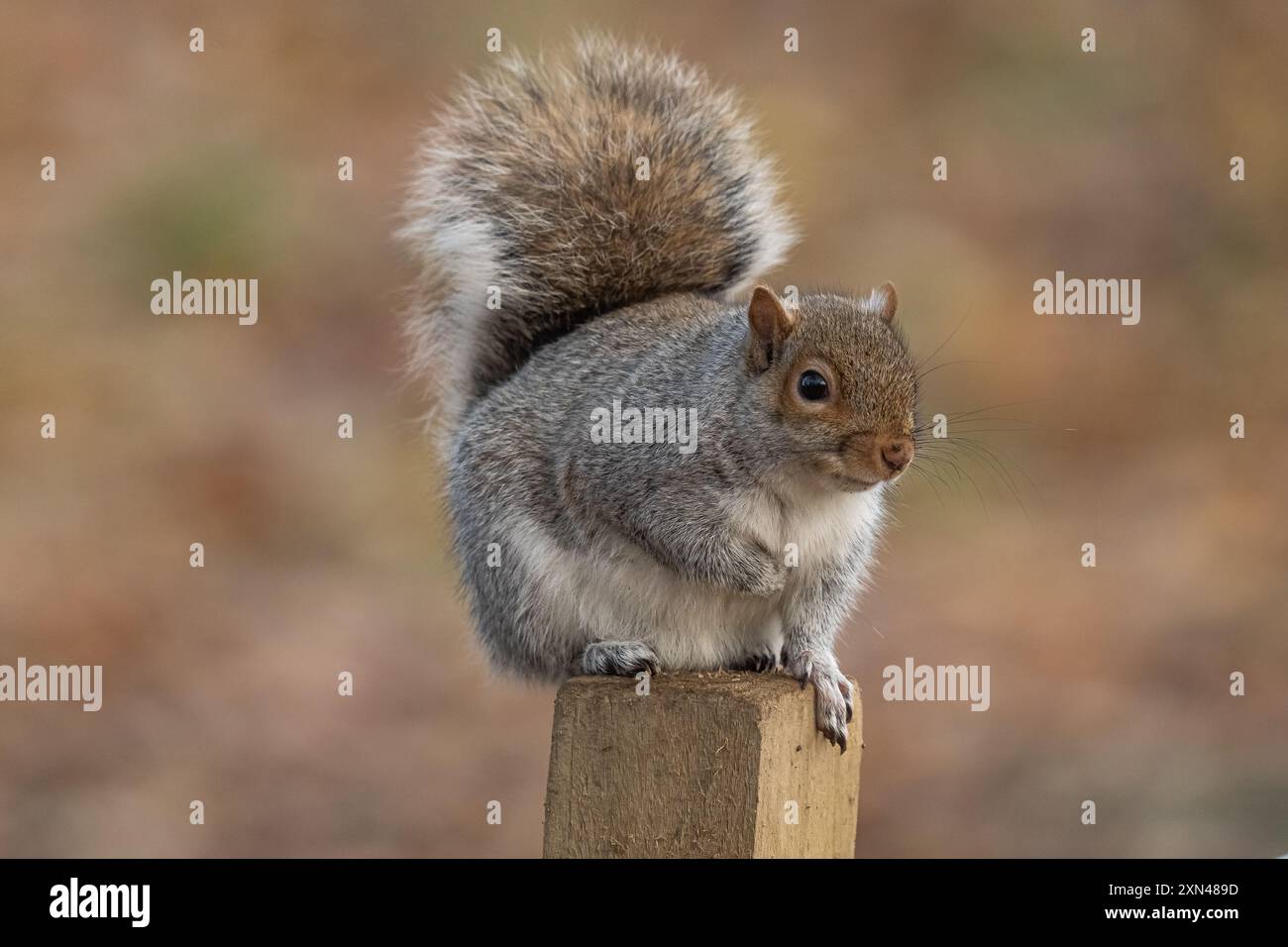 Garden squirrel on backyard hi-res stock photography and images - Alamy