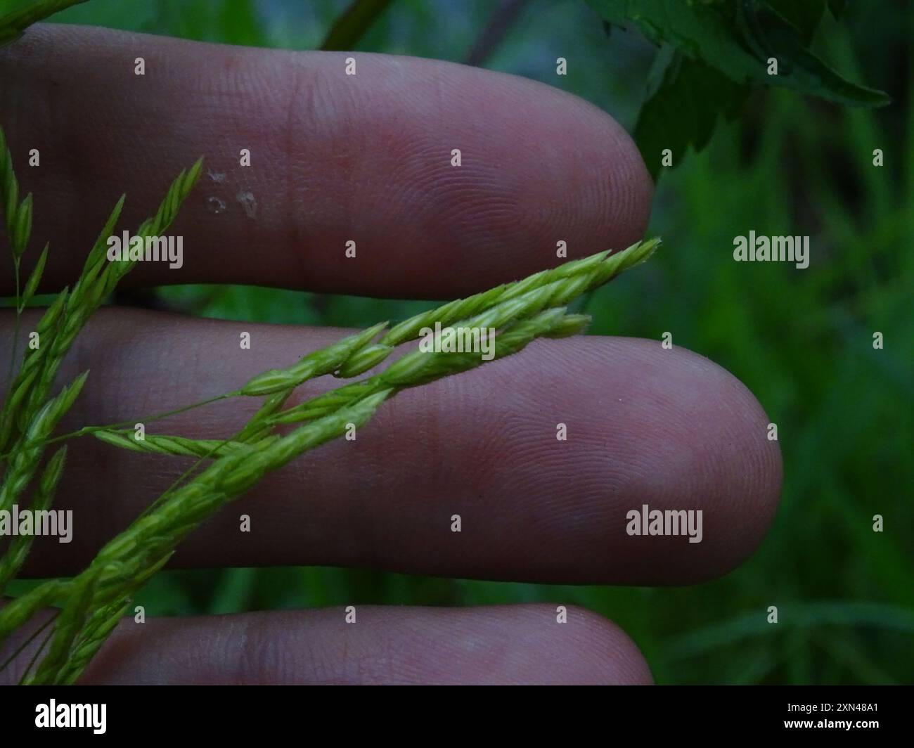 rice cutgrass (Leersia oryzoides) Plantae Stock Photo - Alamy