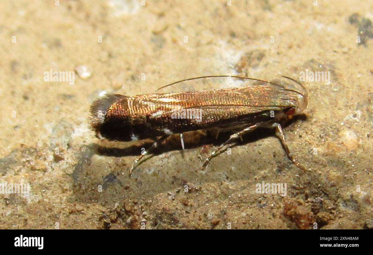 Curved-horn Moths (Gelechioidea) Insecta Stock Photo - Alamy