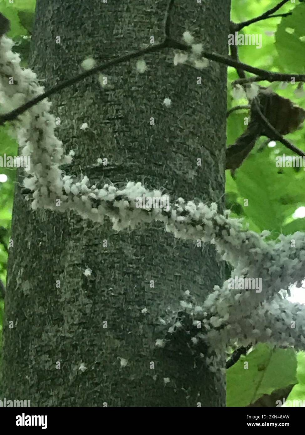Beech Blight Aphid (Grylloprociphilus imbricator) Insecta Stock Photo ...