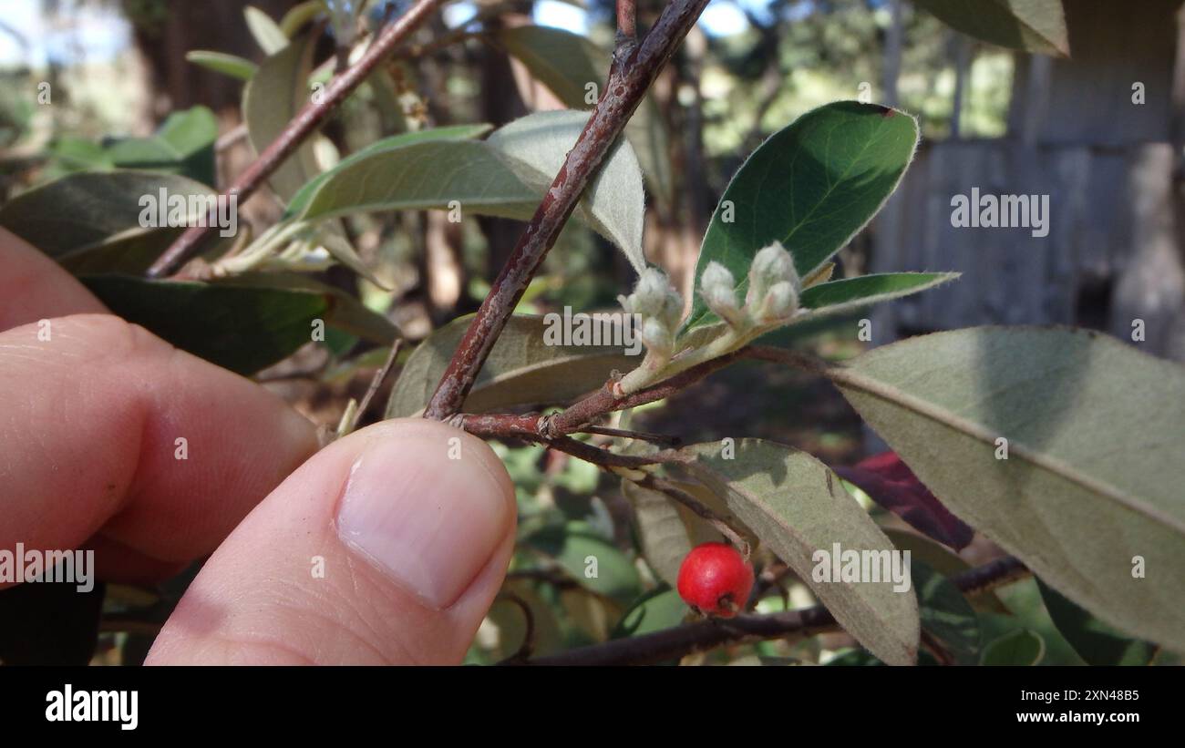 silverleaf cotoneaster (Cotoneaster pannosus) Plantae Stock Photo - Alamy