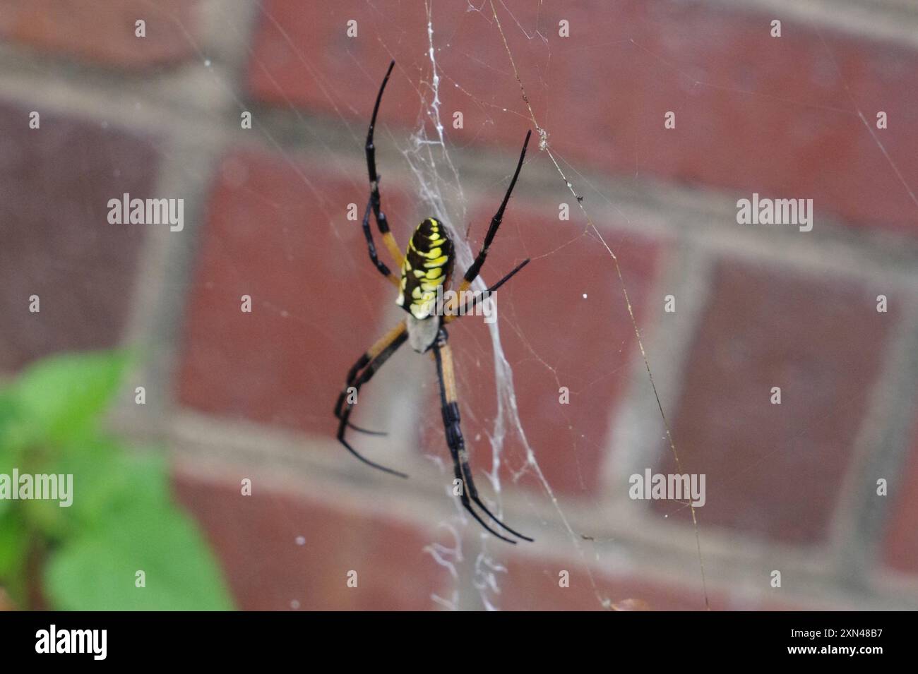 Yellow Garden Spider (Argiope aurantia) Arachnida Stock Photo - Alamy