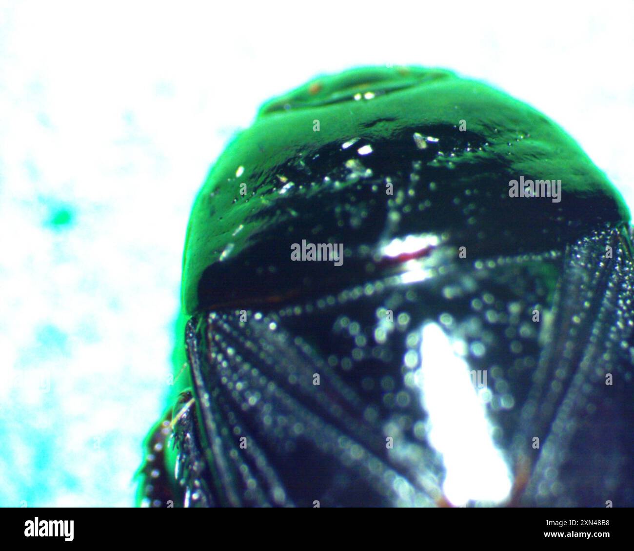 Two-lined Burrowing Bug (Pangaeus bilineatus) Insecta Stock Photo - Alamy