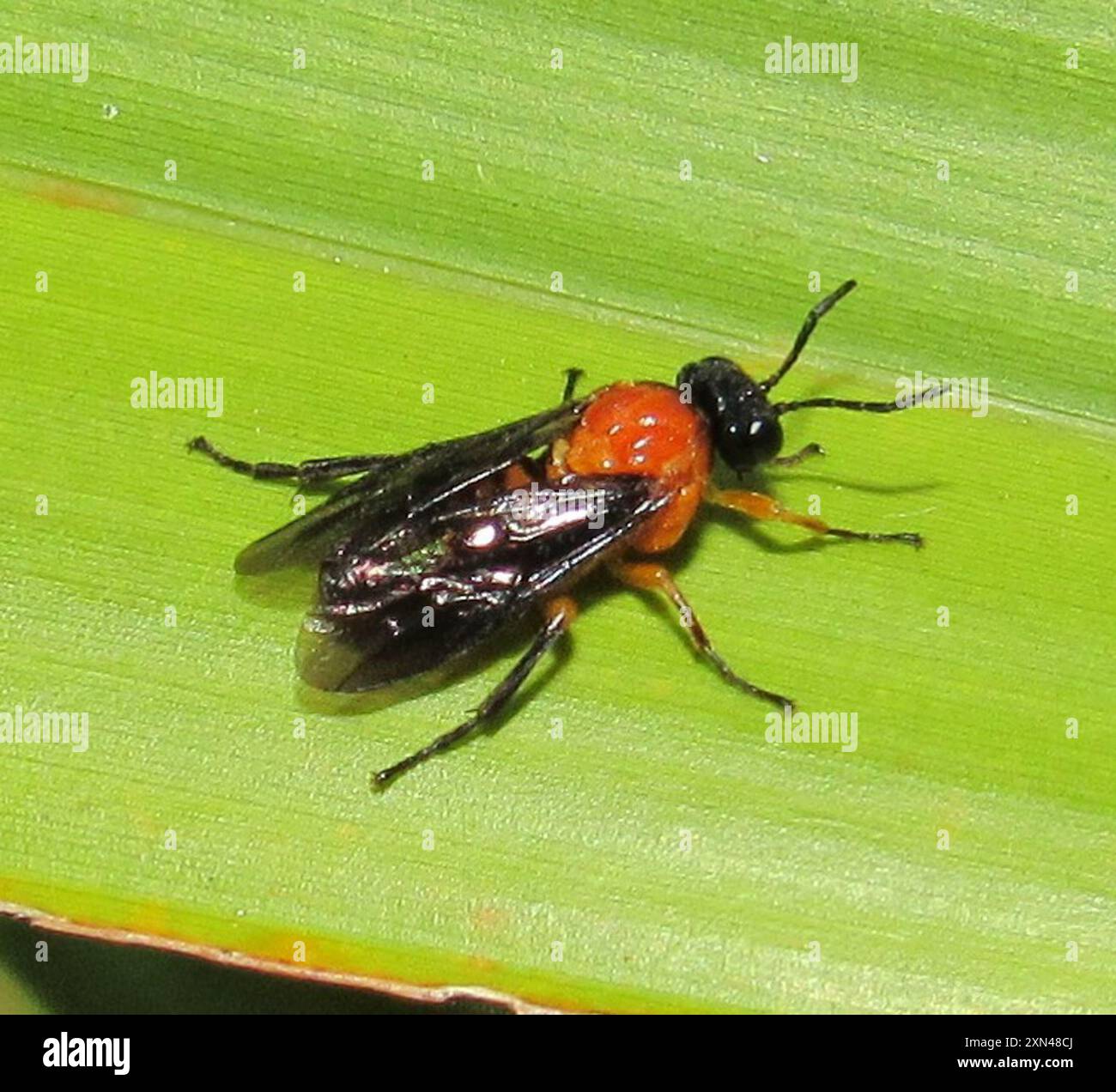 Sawflies, Horntails, and Wood Wasps (Symphyta) Insecta Stock Photo - Alamy