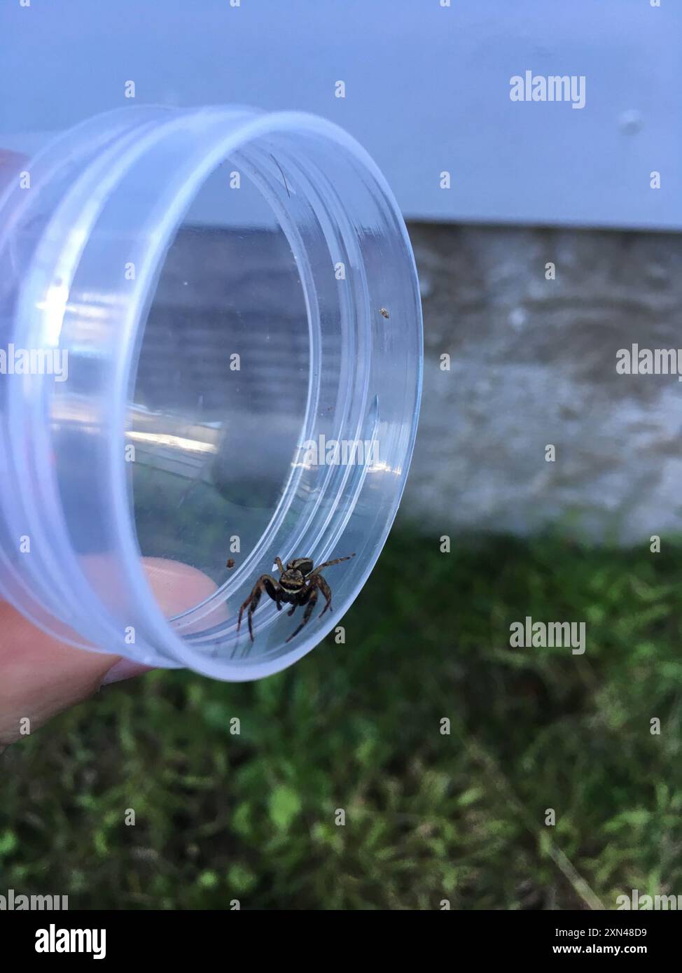 Golden-brown Jumping Spider (Trite auricoma) Arachnida Stock Photo - Alamy