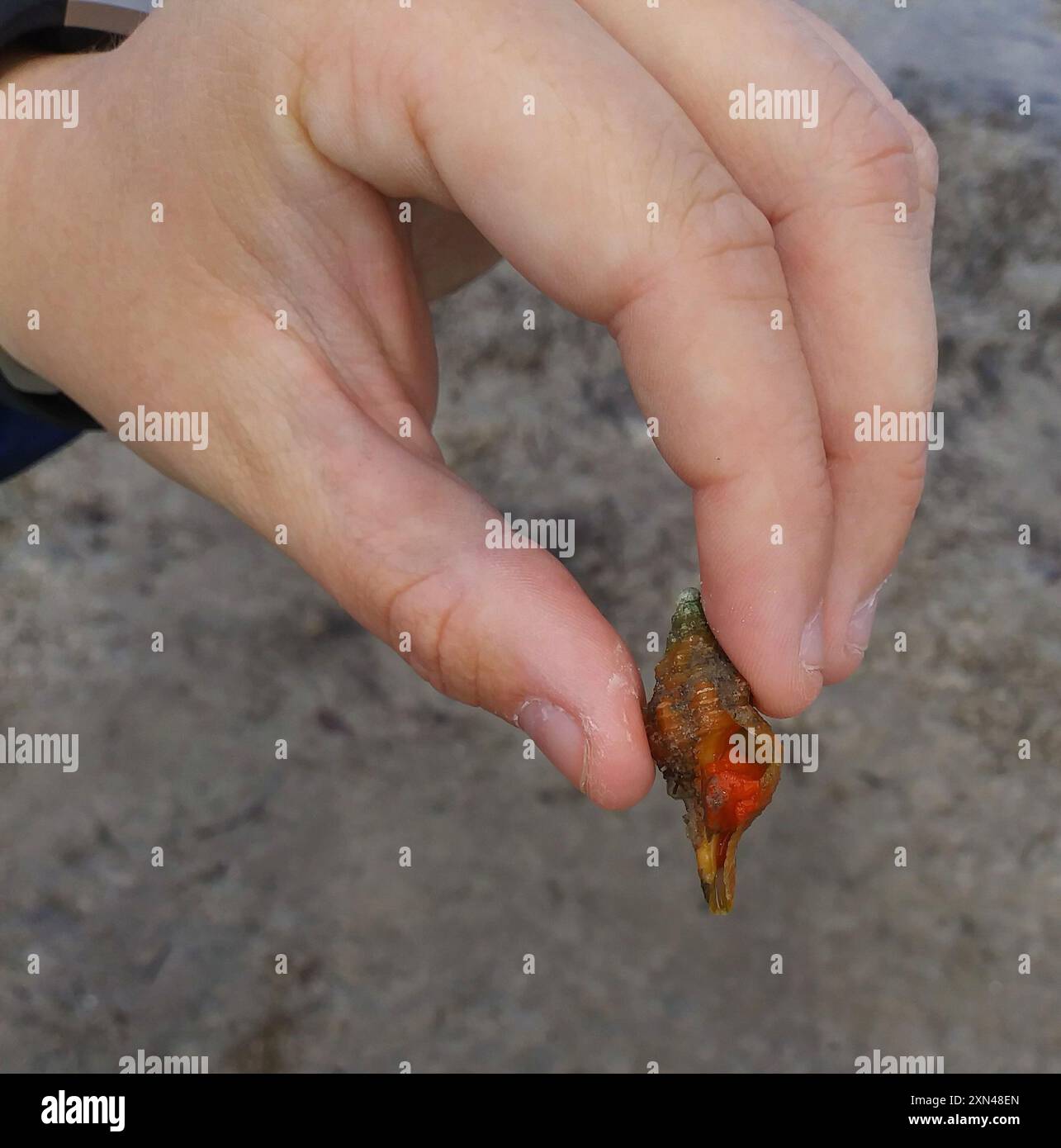 Florida Horse Conch (Triplofusus giganteus) Mollusca Stock Photo - Alamy