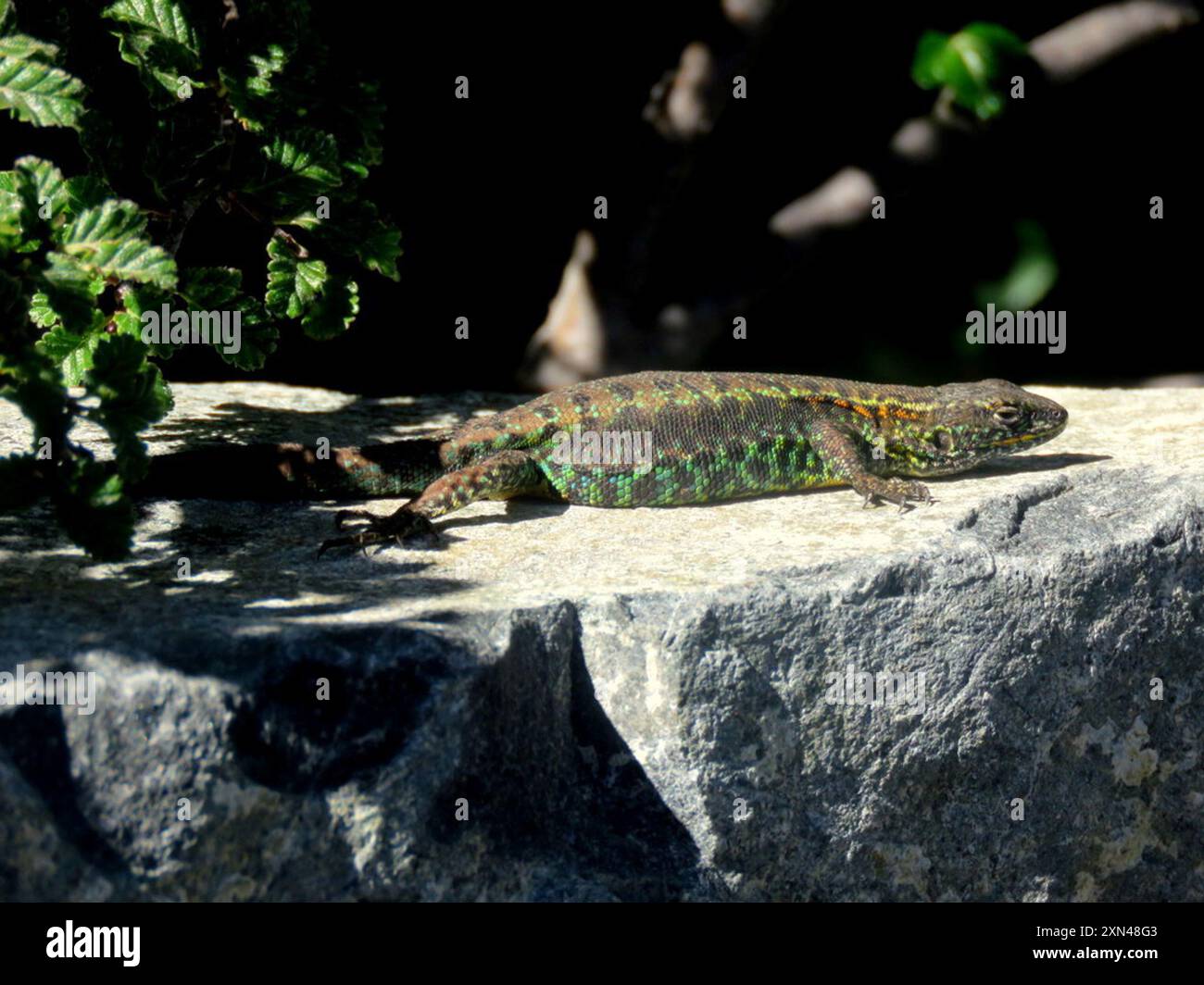 Common Painted Smooth-throated Lizard (Liolaemus pictus) Reptilia Stock ...
