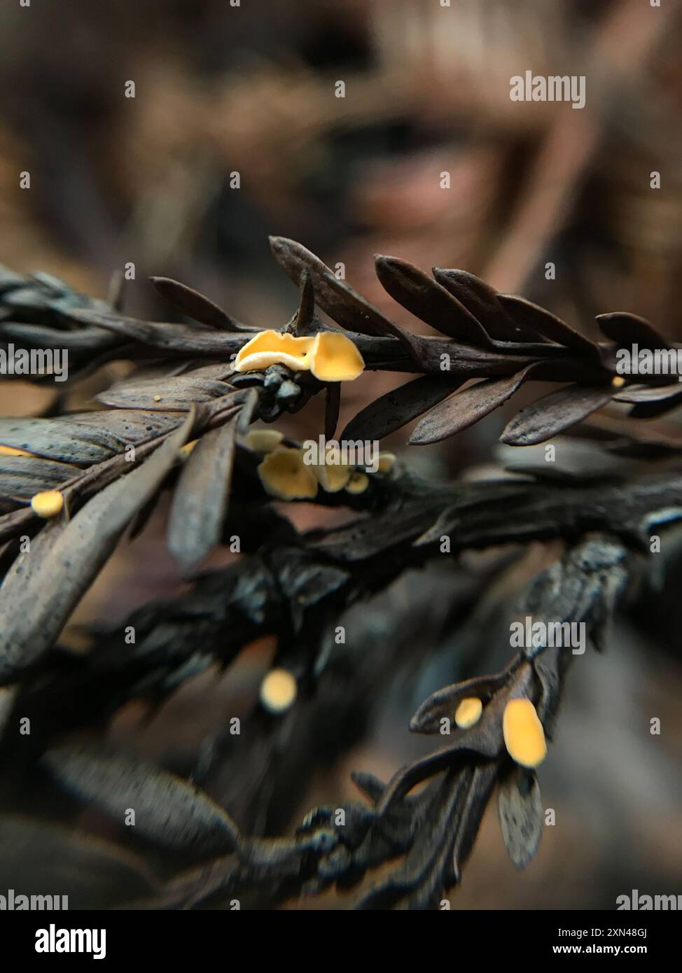 juniper disco (Pithya cupressina) Fungi Stock Photo - Alamy