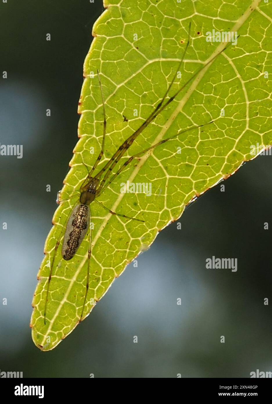 Elongate Stilt Spider (Tetragnatha elongata) Arachnida Stock Photo - Alamy