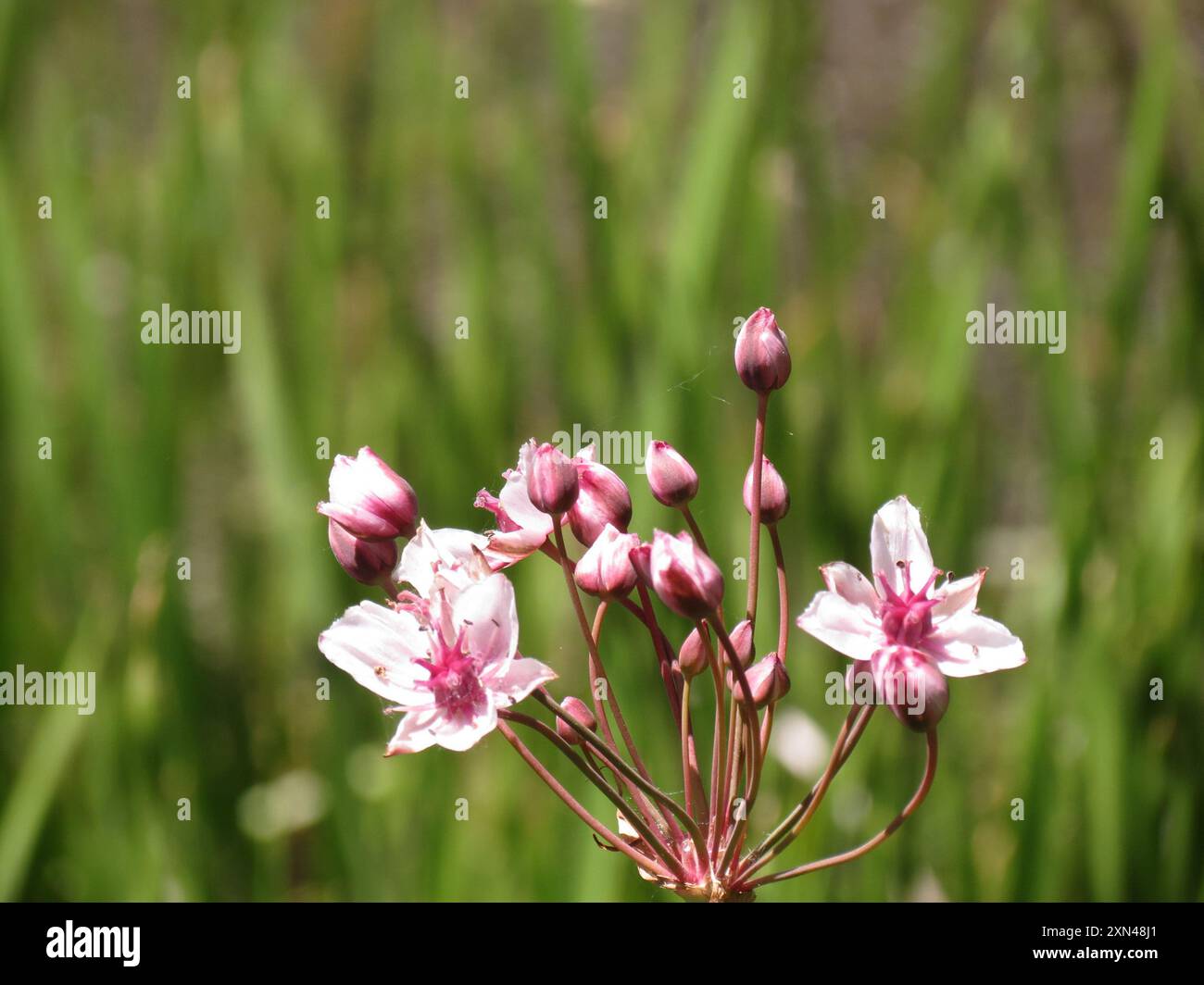 Flowering-rush (Butomus umbellatus) Plantae Stock Photo - Alamy