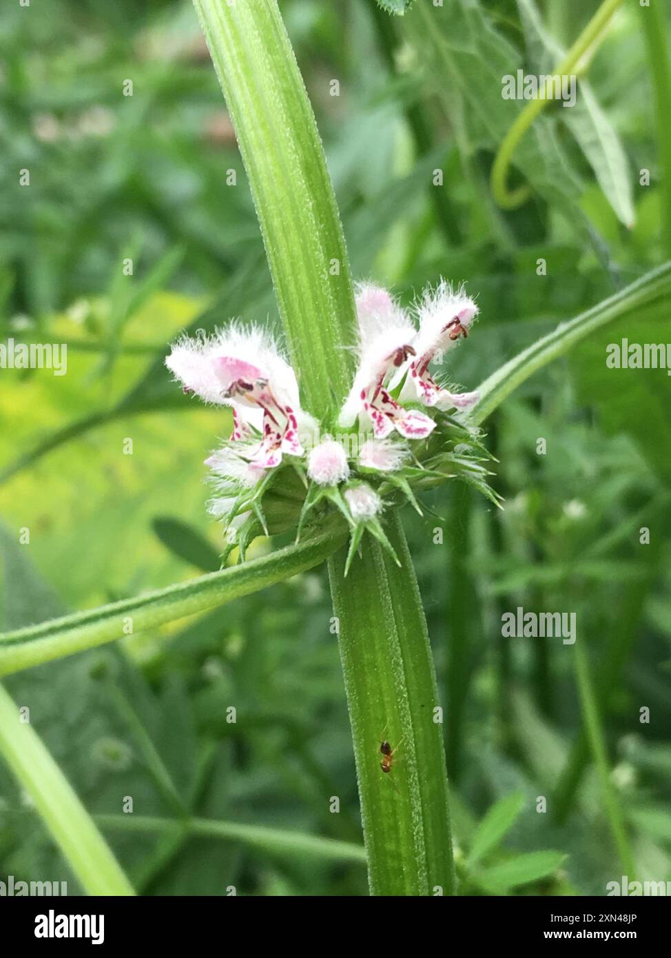 common motherwort (Leonurus cardiaca) Plantae Stock Photo - Alamy