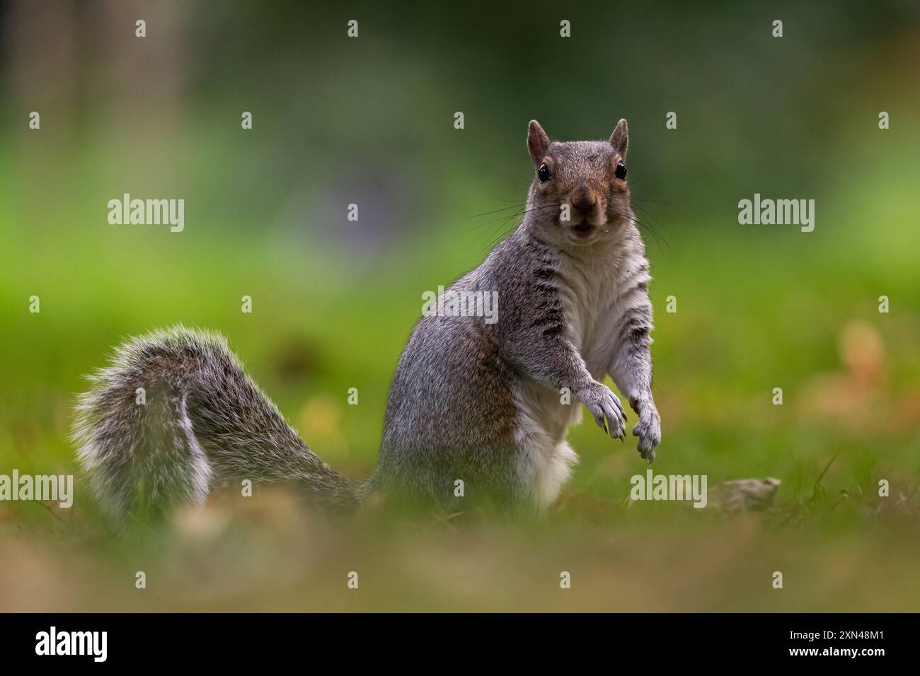 Squirrels looking for nuts hi-res stock photography and images - Alamy