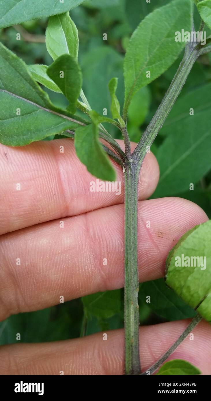 long-leaved groundcherry (Physalis longifolia) Plantae Stock Photo - Alamy