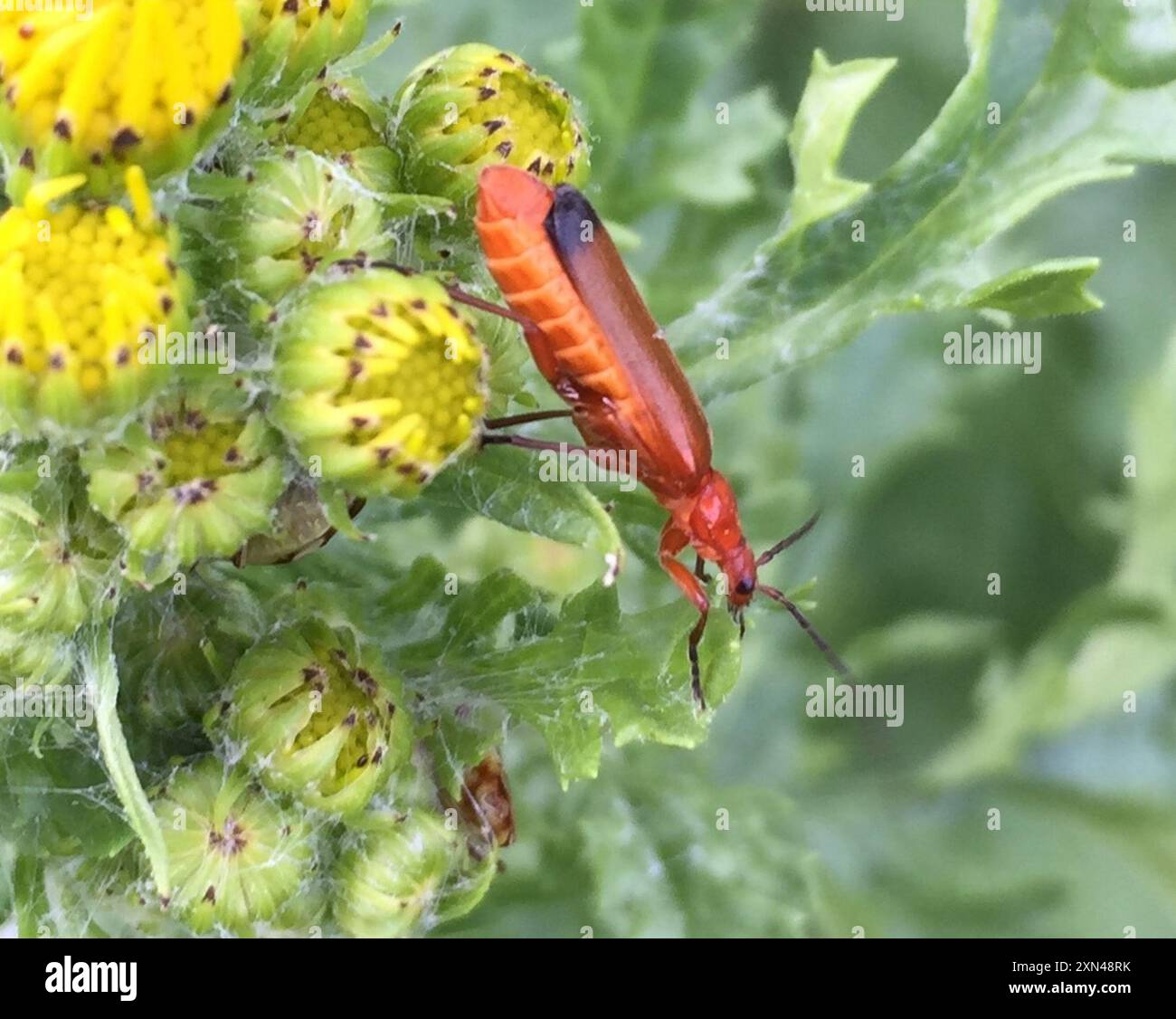 Common Red Soldier Beetle (Rhagonycha fulva) Insecta Stock Photo - Alamy