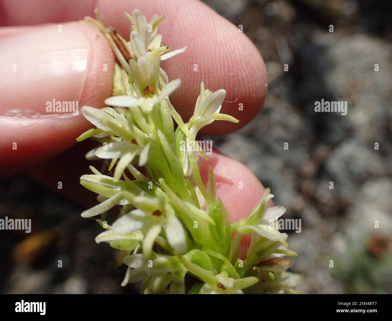 elegant piperia (Platanthera elegans elegans) Plantae Stock Photo - Alamy