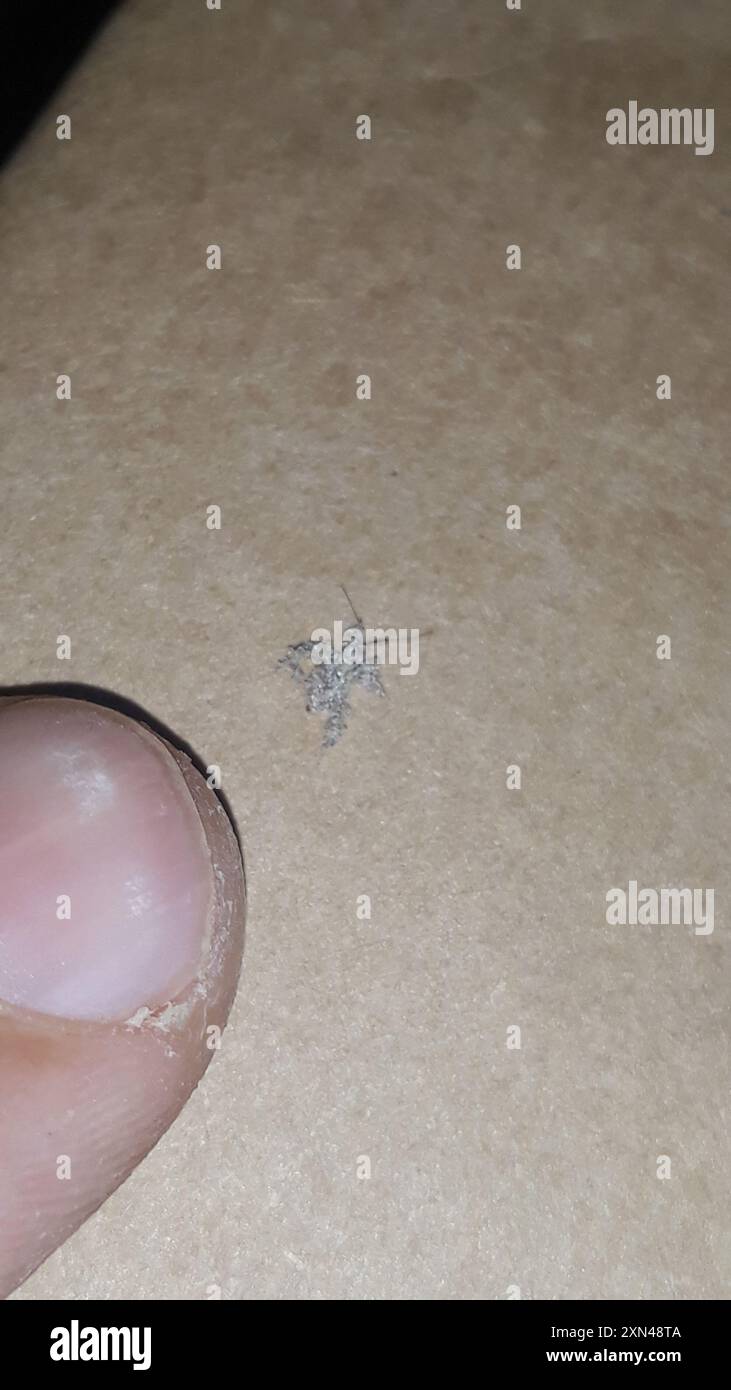 Masked Hunter (Reduvius personatus) Insecta Stock Photo - Alamy