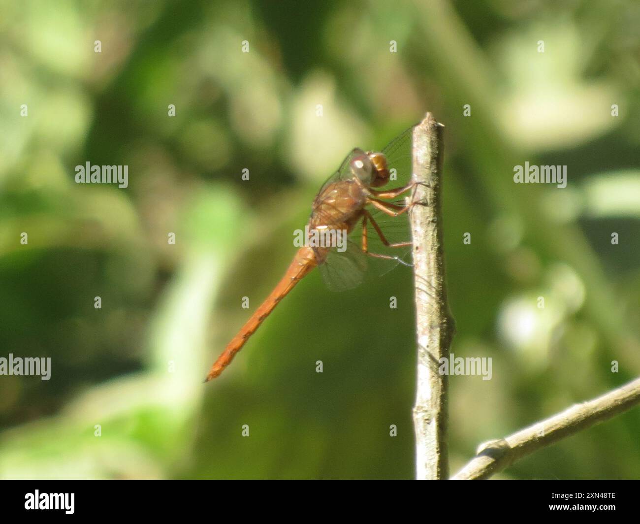Red tailed skimmer hi-res stock photography and images - Alamy