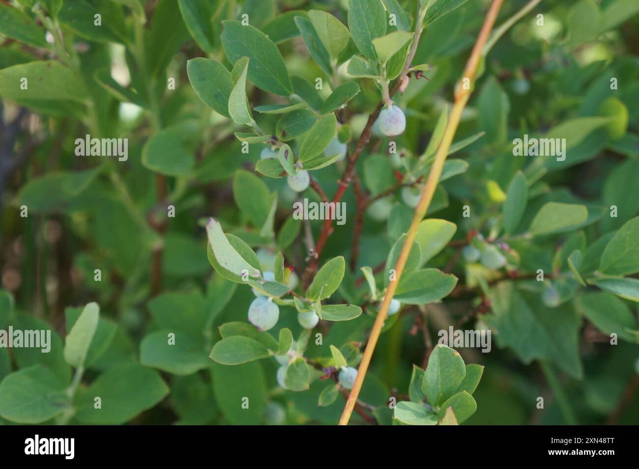 Oval-leaf Blueberry (Vaccinium ovalifolium) Plantae Stock Photo - Alamy