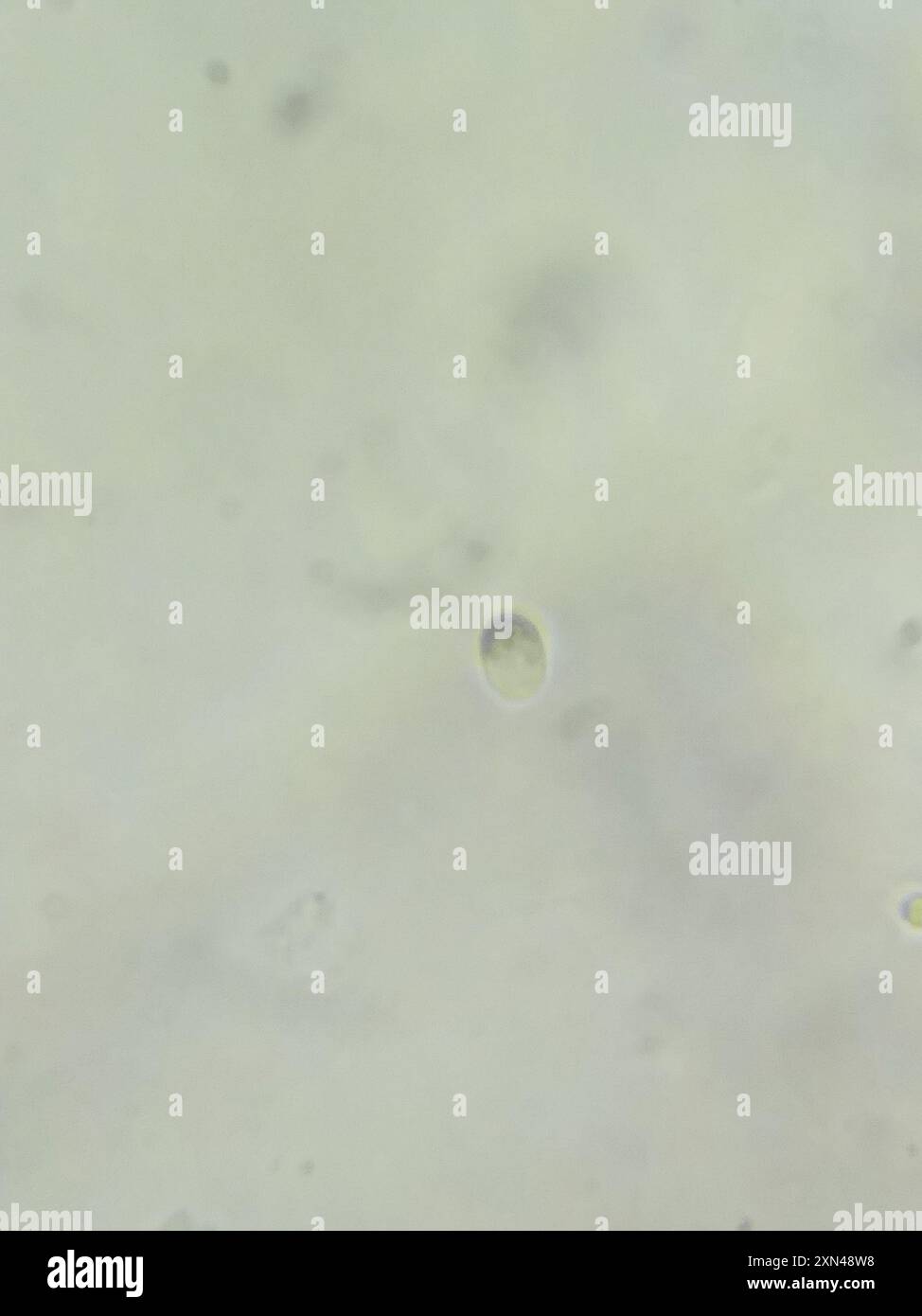 Connopus hi-res stock photography and images - Alamy