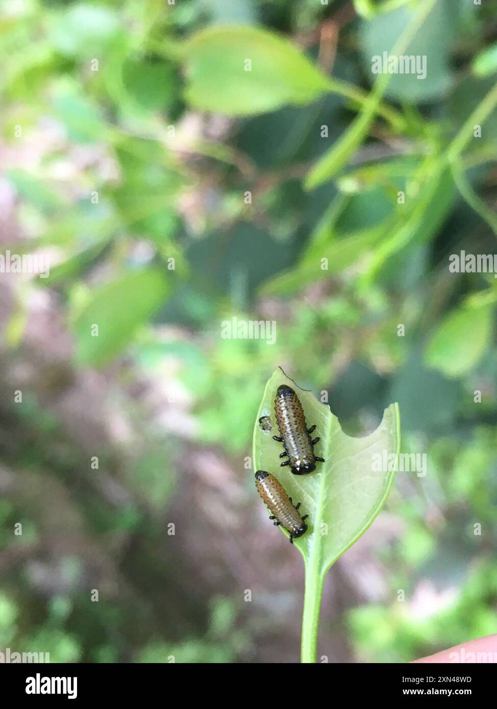 Eucalyptus Tortoise Beetle (Paropsis charybdis) Insecta Stock Photo - Alamy
