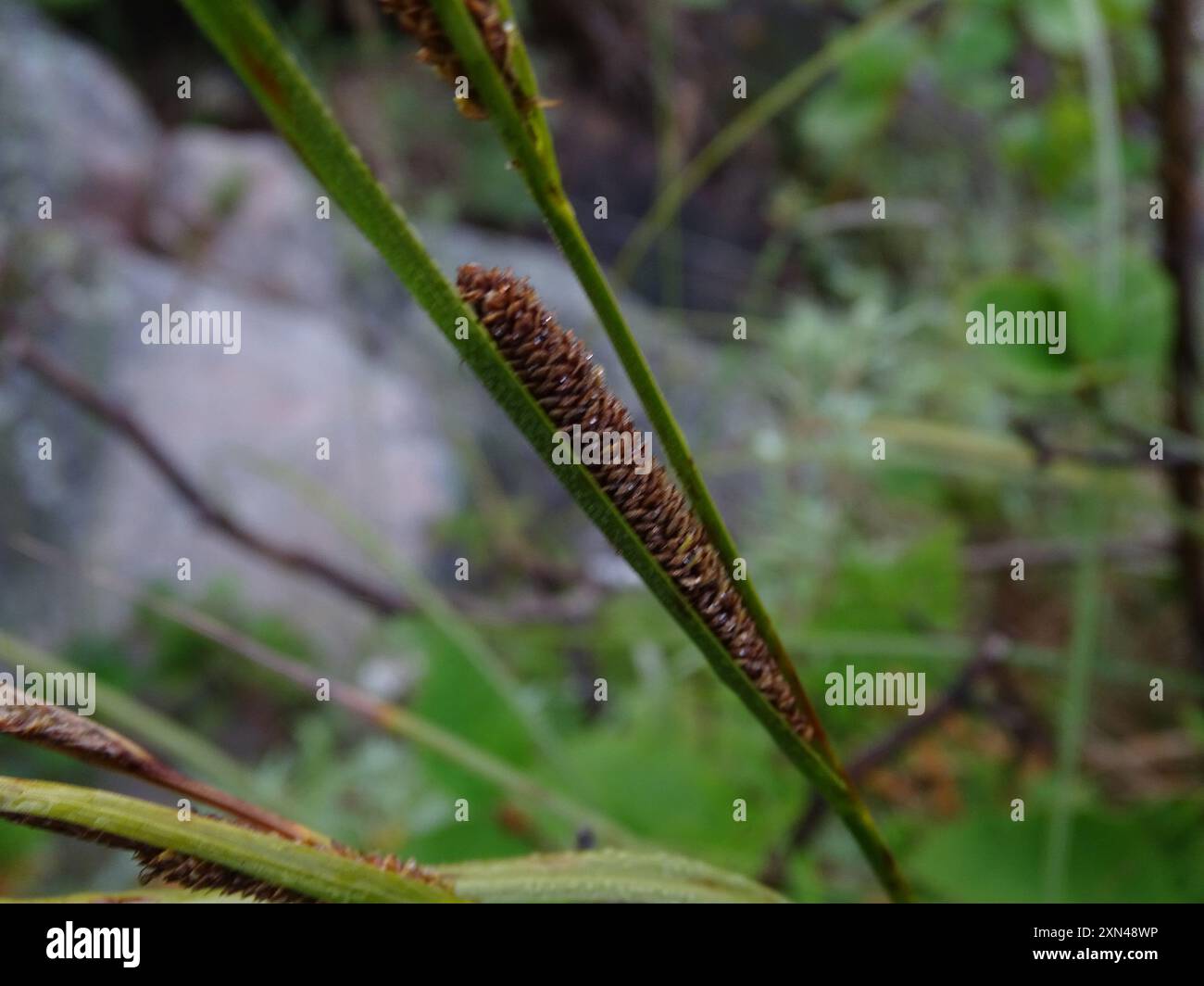 water sedge (Carex aquatilis) Plantae Stock Photo - Alamy