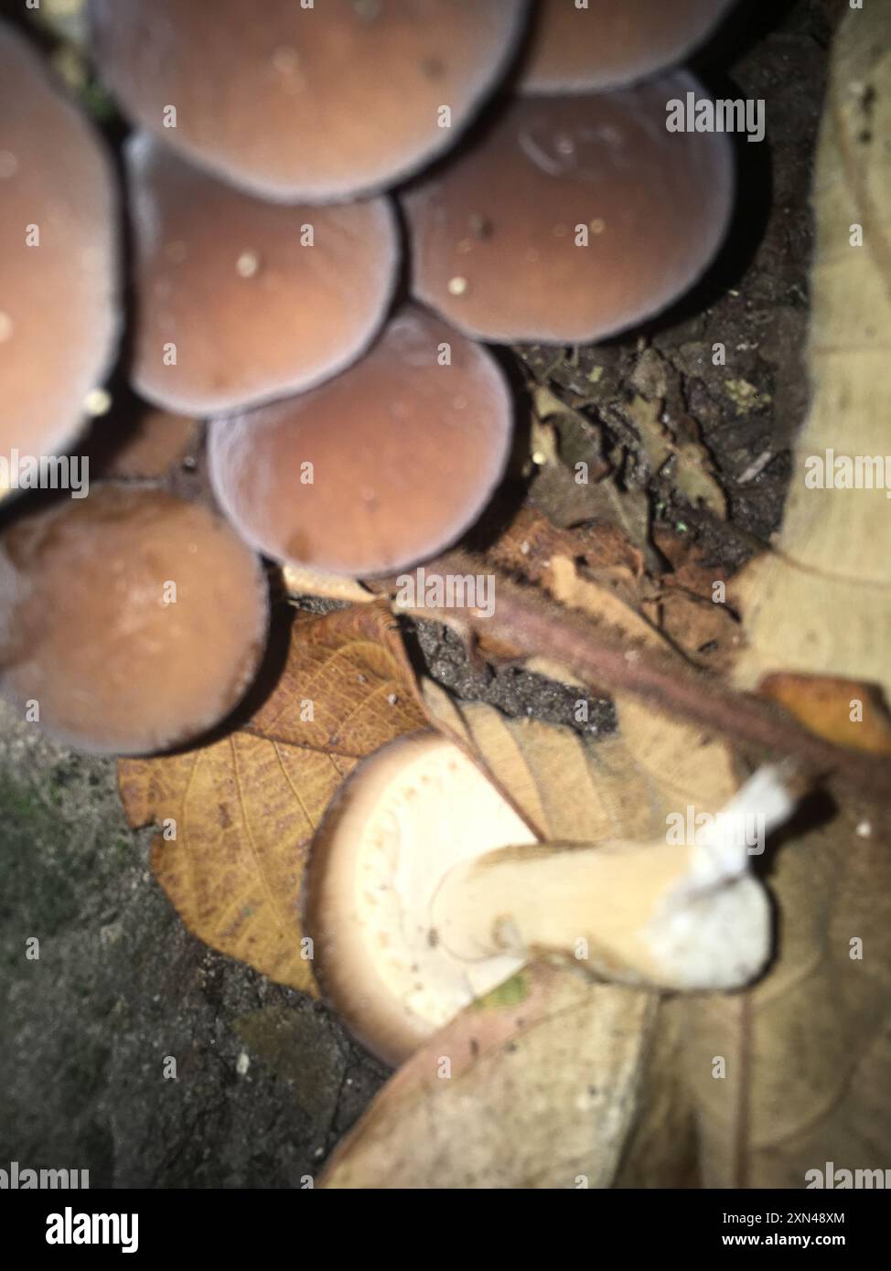 (Cyclocybe parasitica) Fungi Stock Photo - Alamy