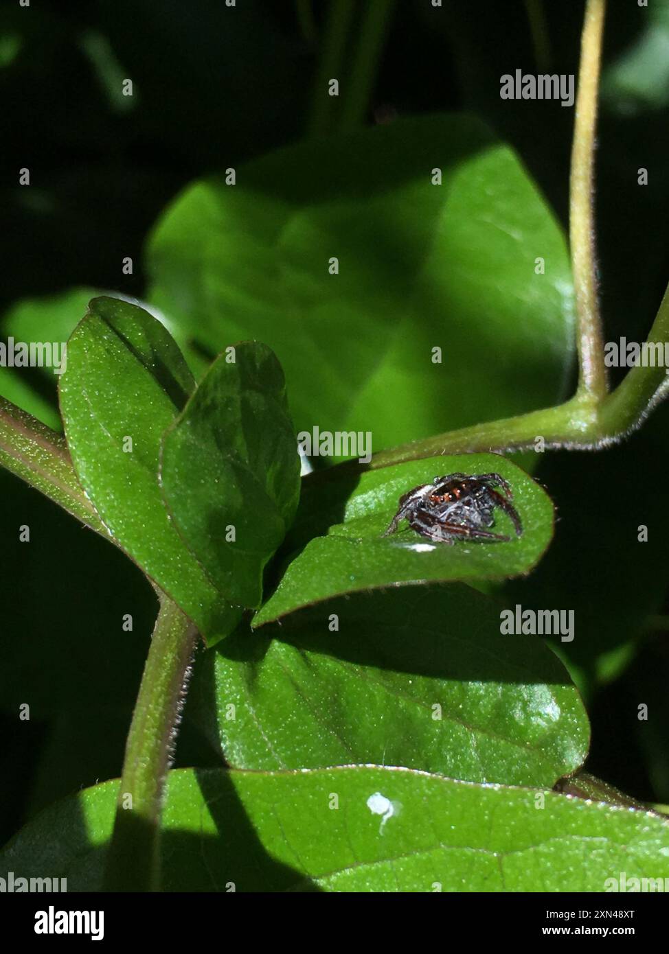 Cyclops Jumping Spider (Opisthoncus polyphemus) Arachnida Stock Photo ...