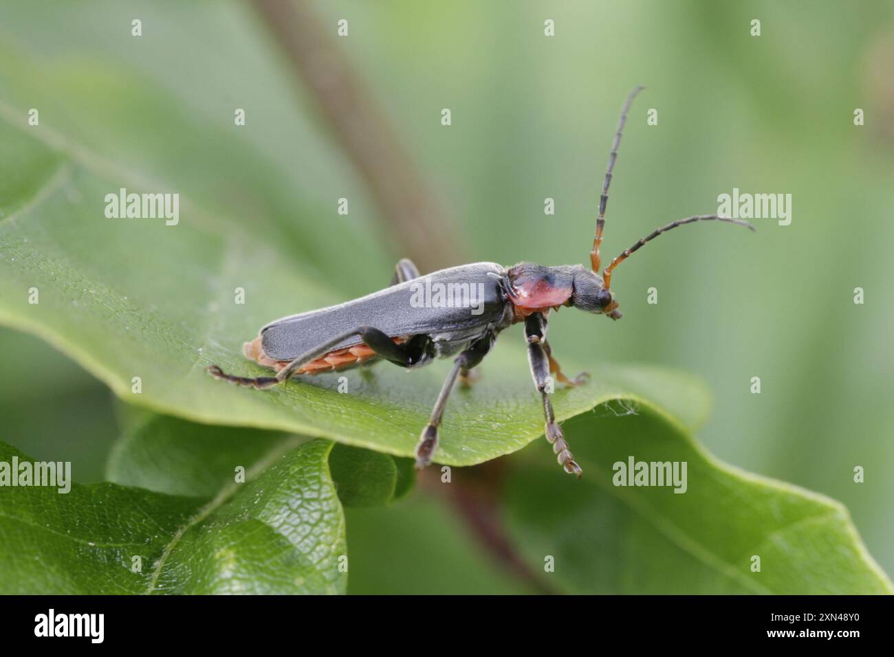 Dark Sailor Beetle (Cantharis fusca) Insecta Stock Photo - Alamy
