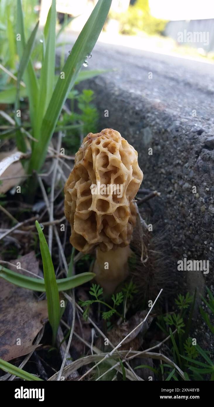 white morel (Morchella americana) Fungi Stock Photo - Alamy