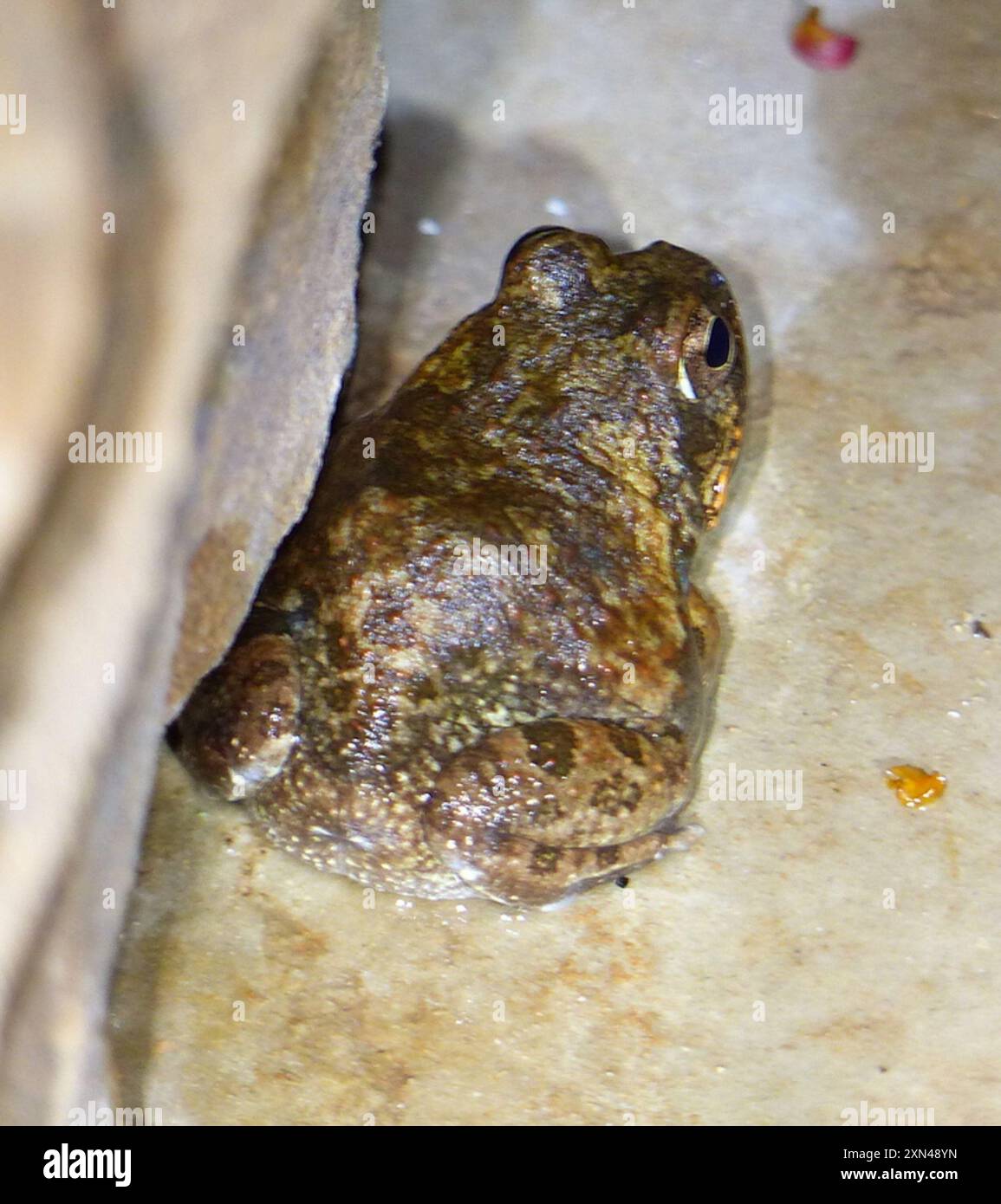 Confused frog hi-res stock photography and images - Alamy