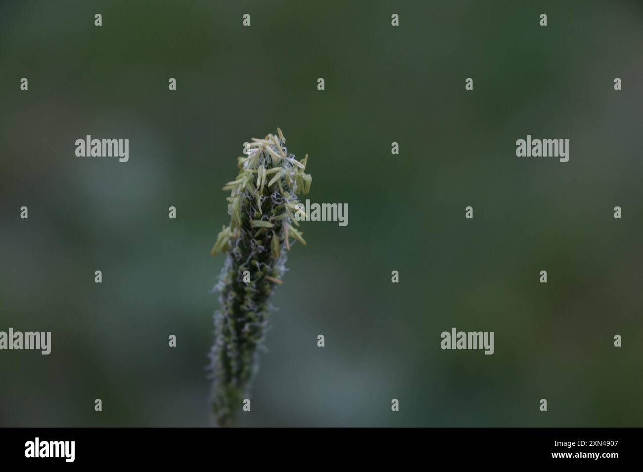 Creeping foxtail hi-res stock photography and images - Alamy