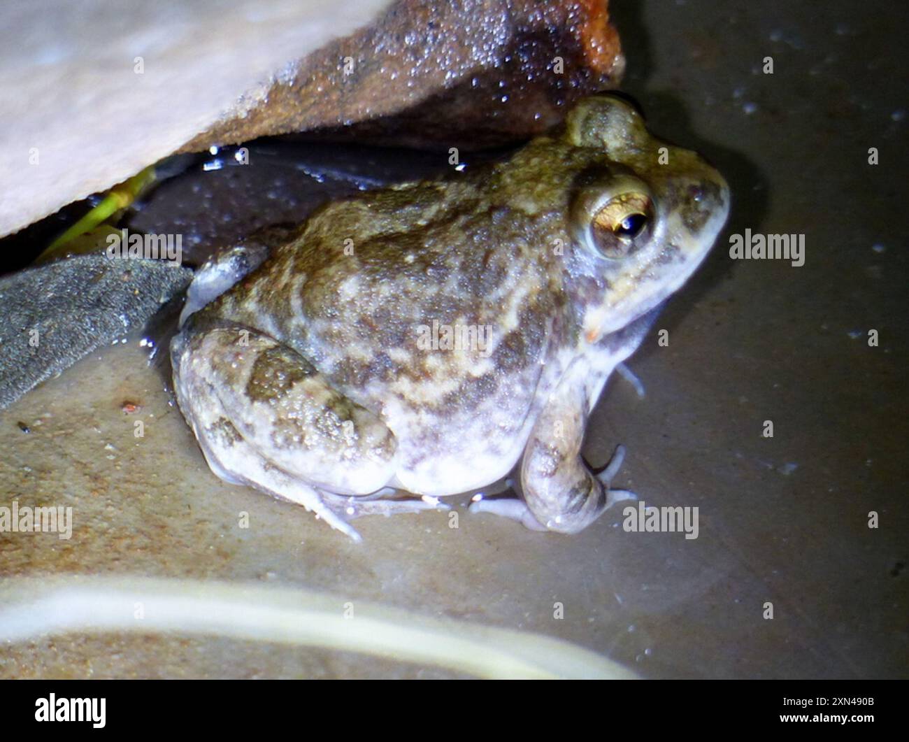 Confused frog hi-res stock photography and images - Alamy