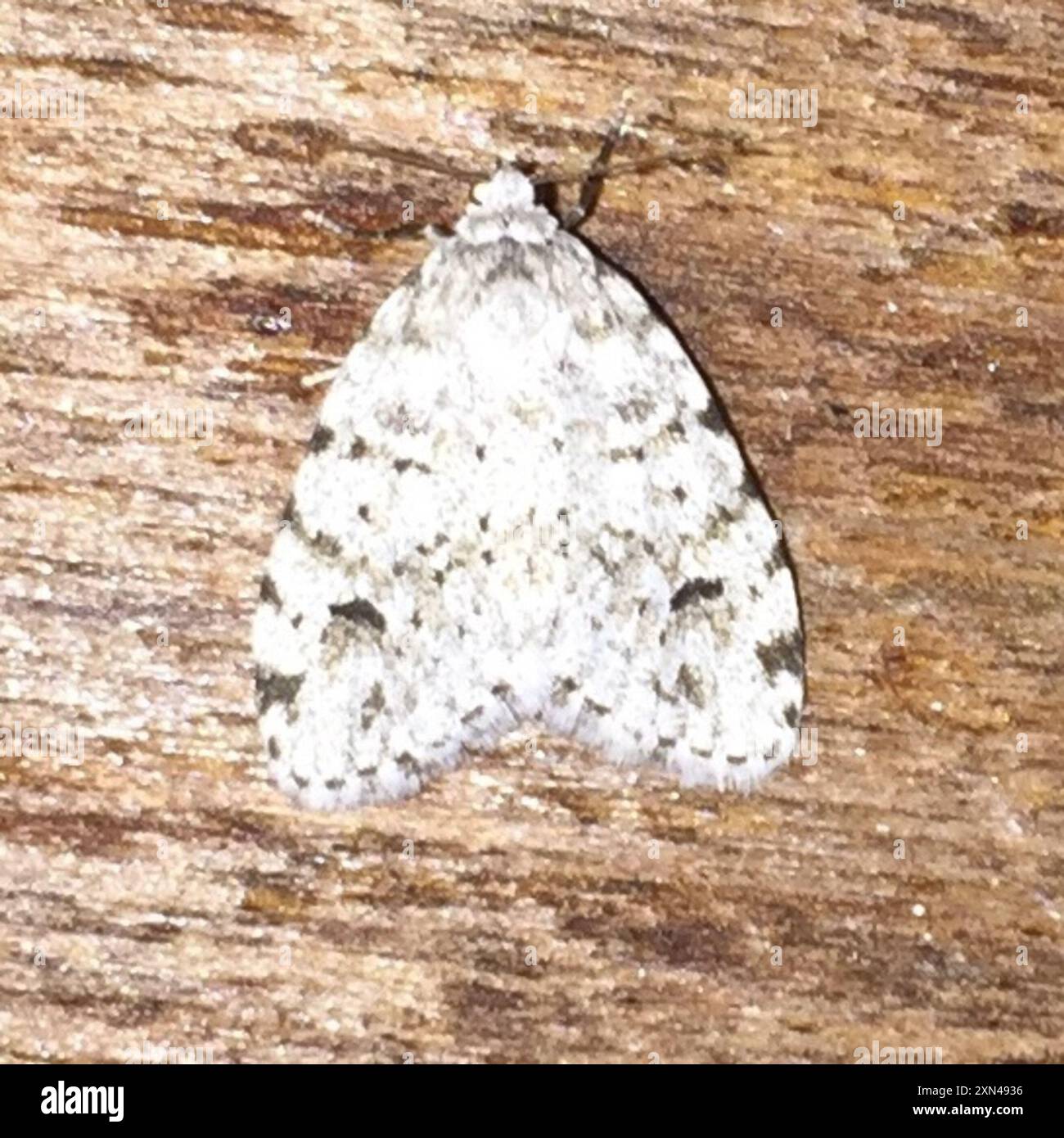 Little White Lichen Moth (Clemensia albata) Insecta Stock Photo - Alamy