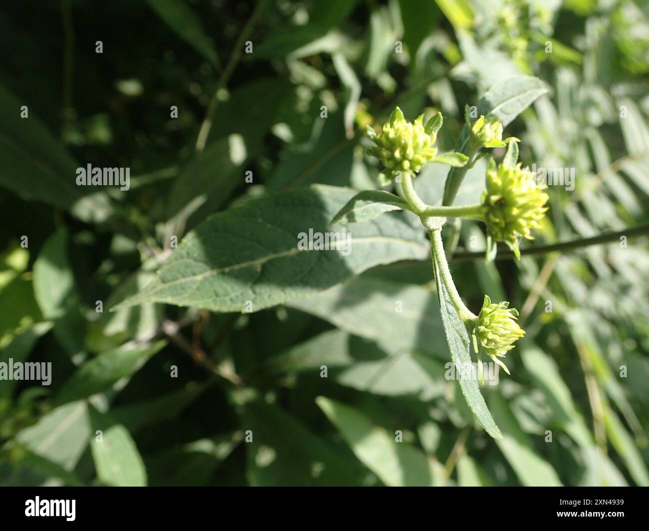 Wingstem (Verbesina alternifolia) Plantae Stock Photo - Alamy