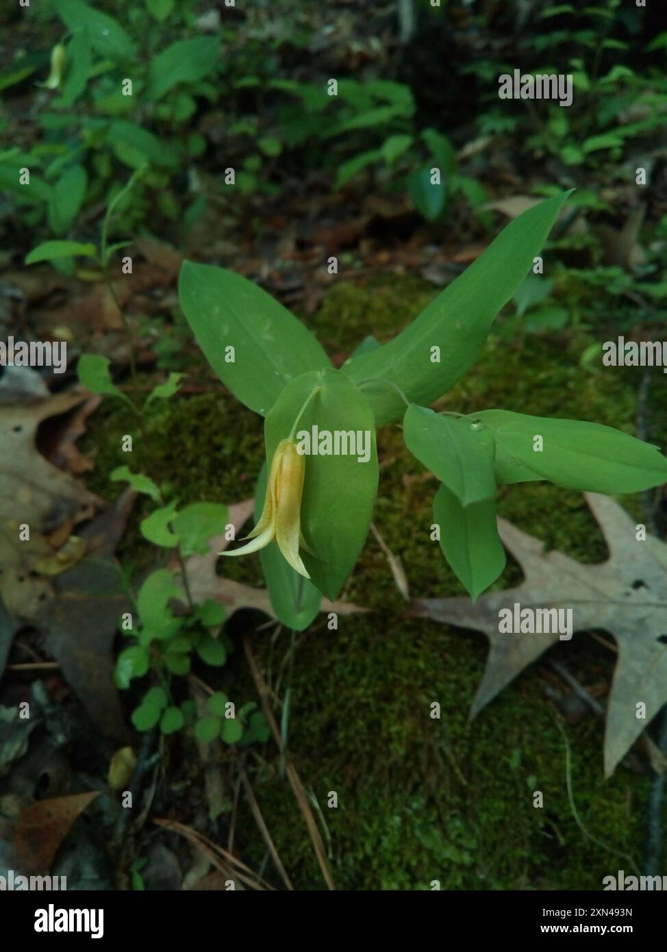 perfoliate bellwort (Uvularia perfoliata) Plantae Stock Photo - Alamy