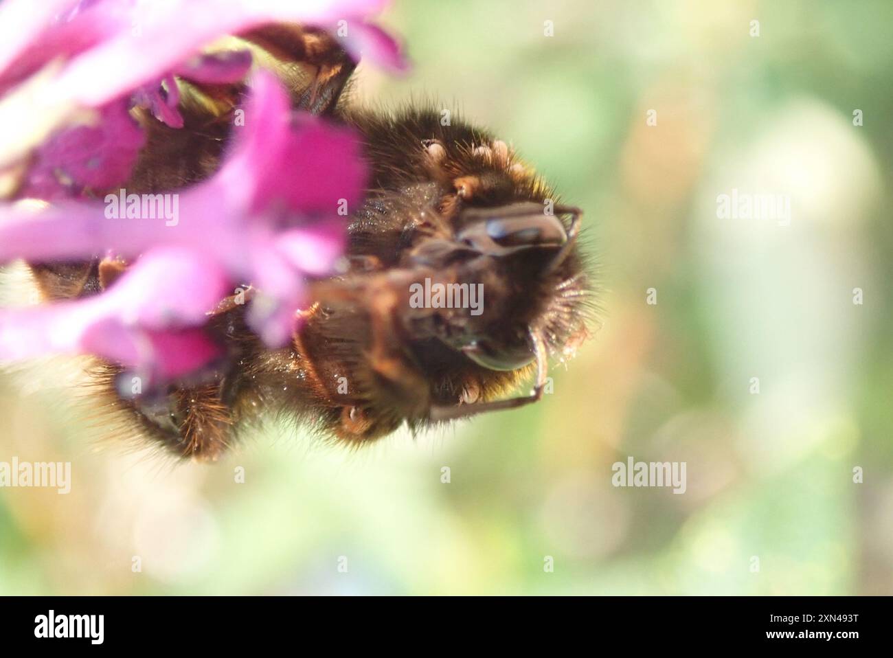 Buff-tailed Bumble Bee (Bombus terrestris) Insecta Stock Photo - Alamy