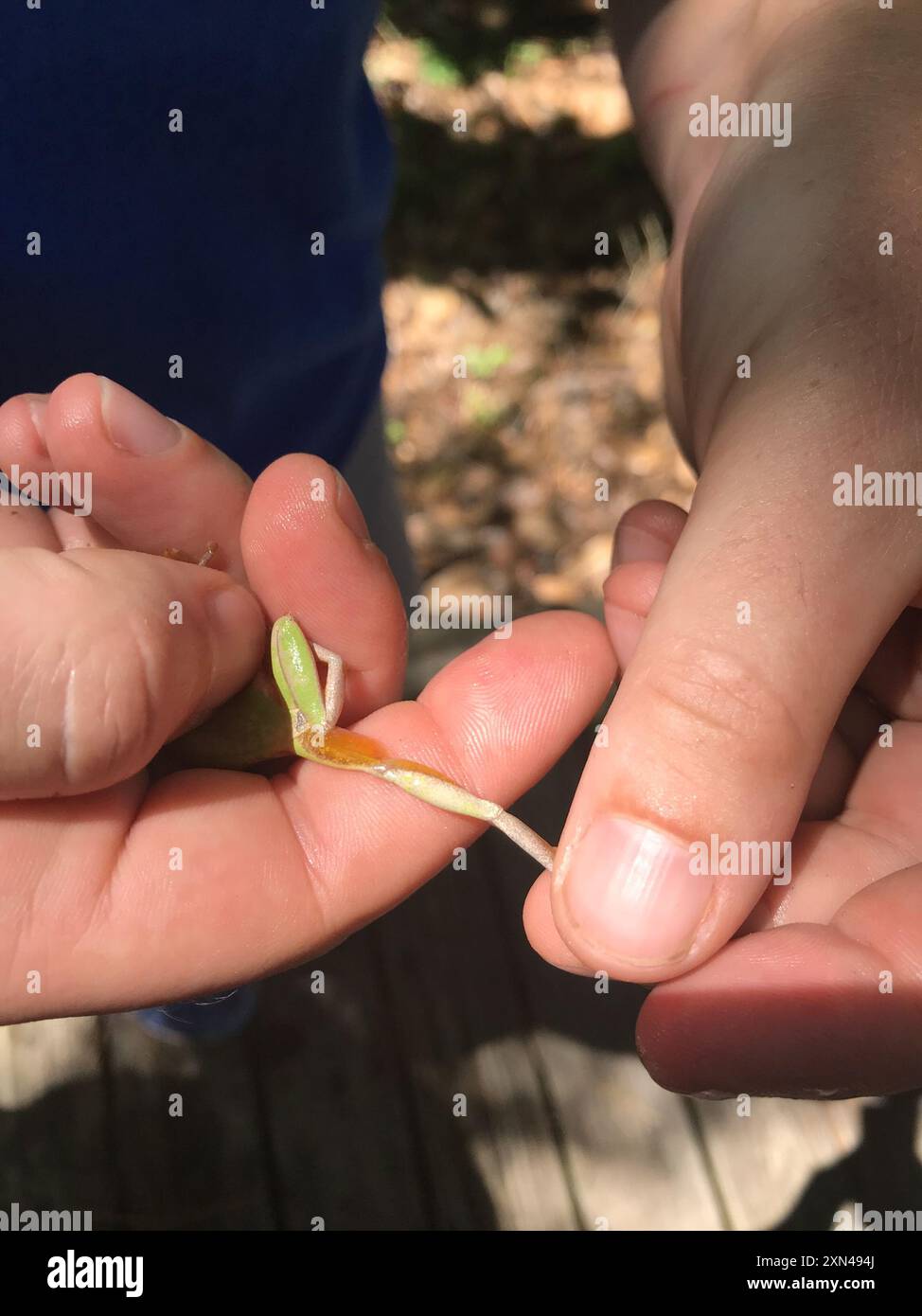 Holarctic Treefrogs (Hyla) Amphibia Stock Photo - Alamy
