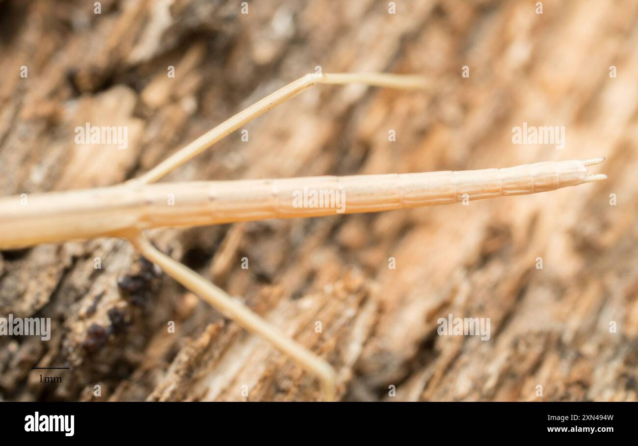 Stick Insects (Phasmida) Insecta Stock Photo - Alamy