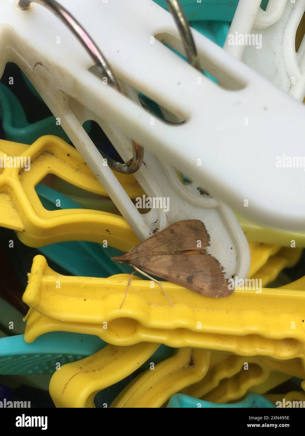 Kowhai moth (Uresiphita maorialis) Insecta Stock Photo - Alamy