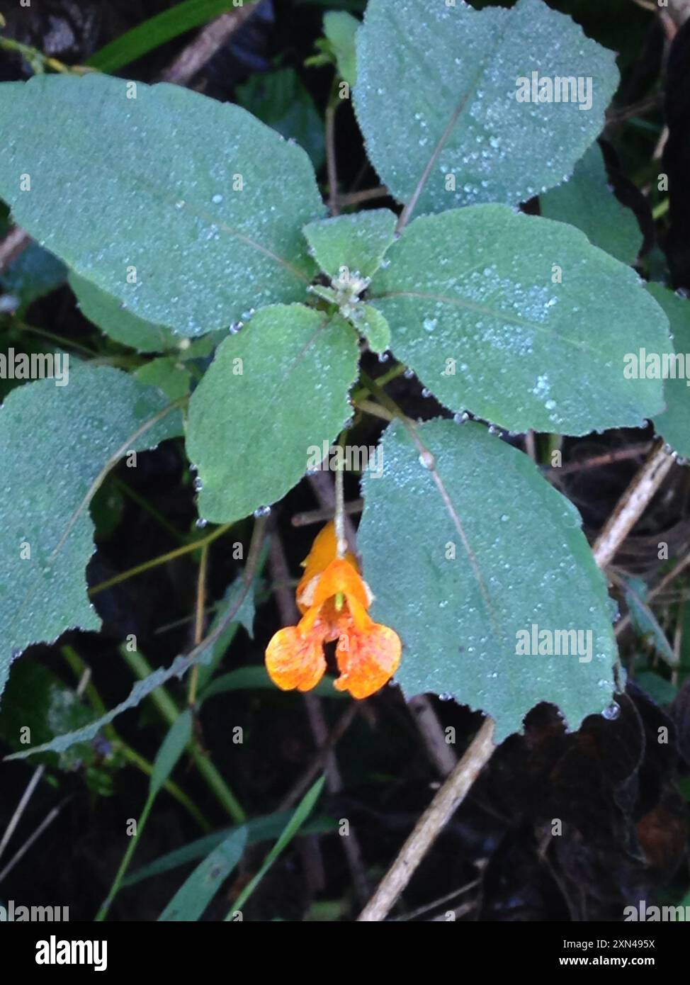 common jewelweed (Impatiens capensis) Plantae Stock Photo - Alamy