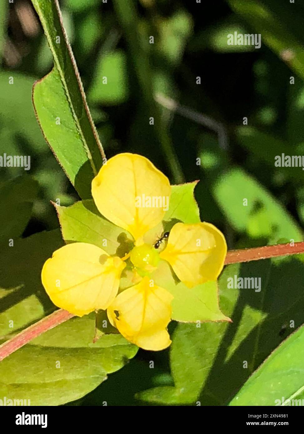 Seedbox (Ludwigia alternifolia) Plantae Stock Photo - Alamy