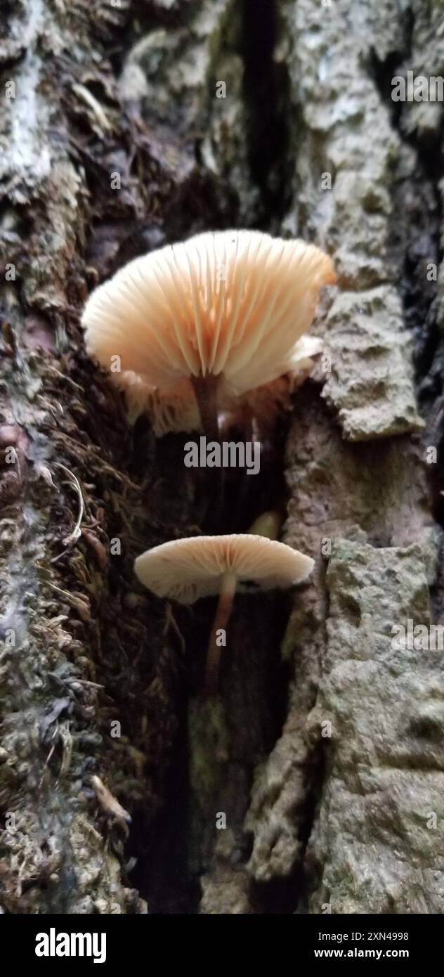 Velvet Foot (Flammulina velutipes) Fungi Stock Photo - Alamy