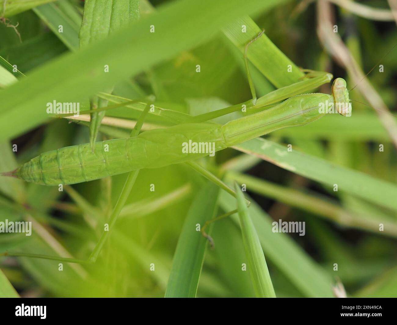 Chinese Mantis (Tenodera sinensis) Insecta Stock Photo - Alamy