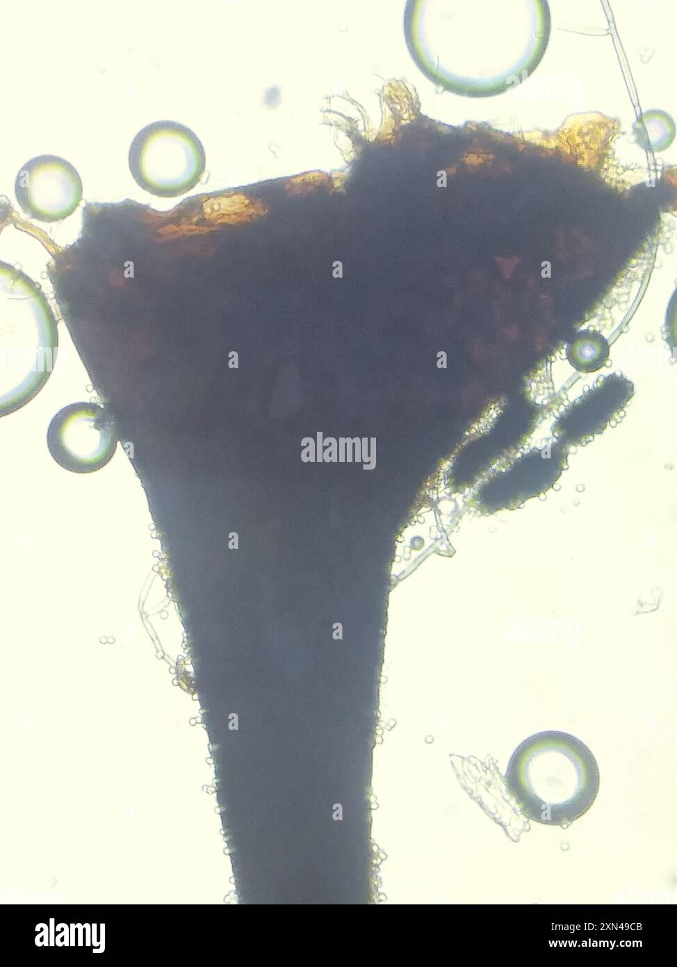 (Stemonitis axifera) Protozoa Stock Photo - Alamy